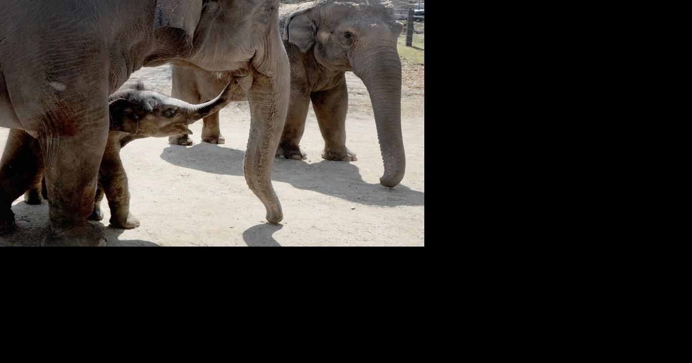 Photos: Baby Asian elephant Jet just weeks away from public debut at St ...