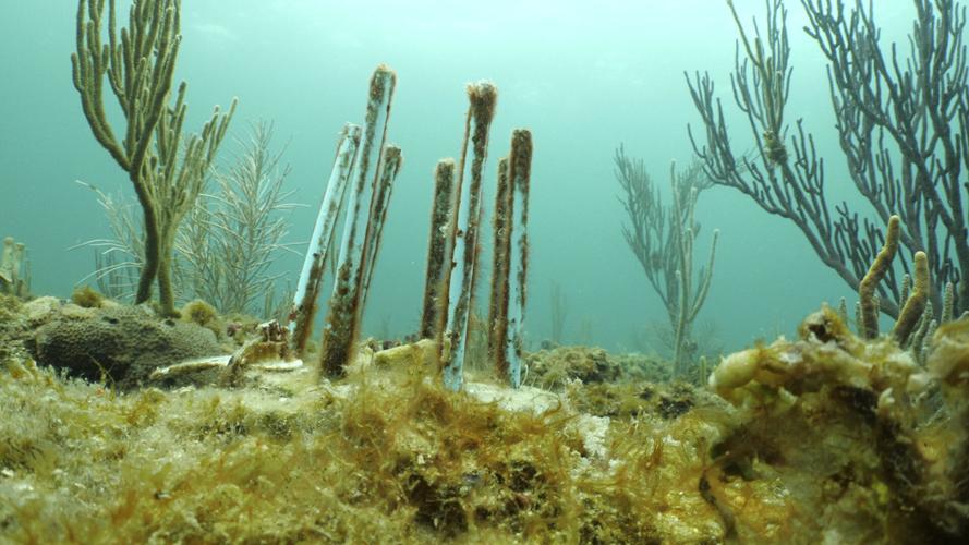 Biodegradable straw forts could help save endangered coral