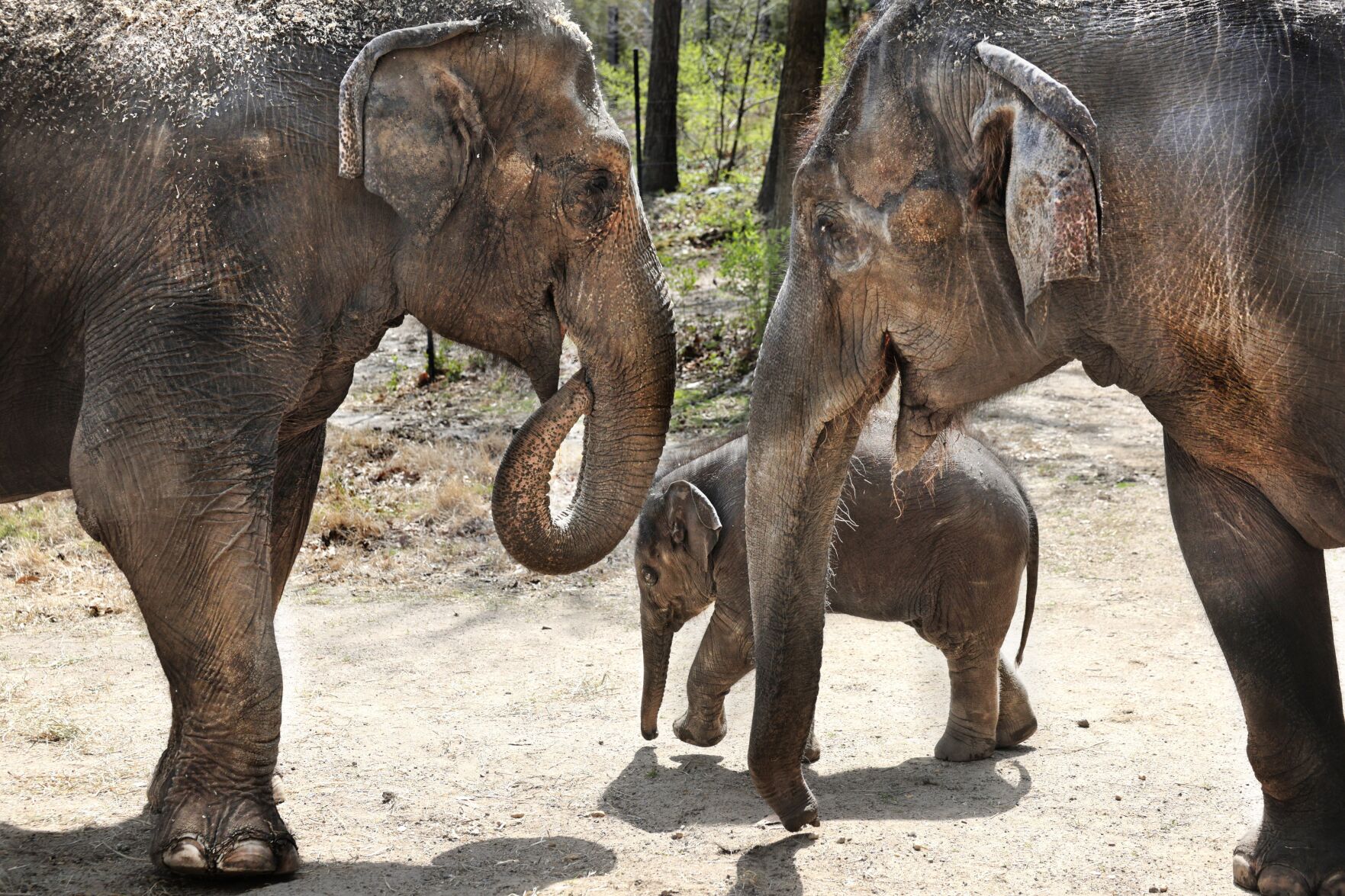 Photos: Baby Asian elephant Jet just weeks away from public debut at St ...