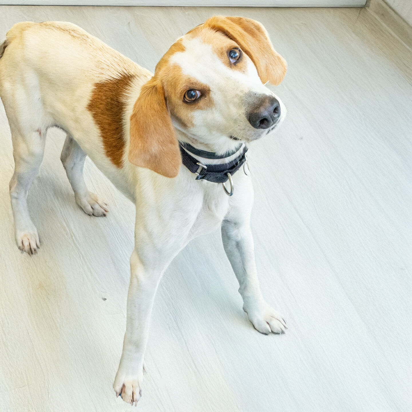 Meet our pets of the week: A pit mix, a foxhound mix and a horse