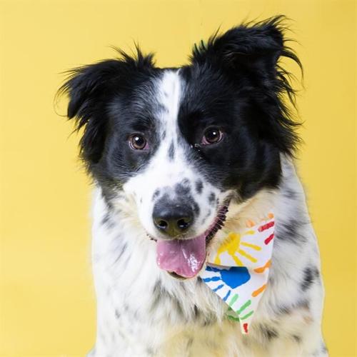 Humane Society of Missouri pets for adoption