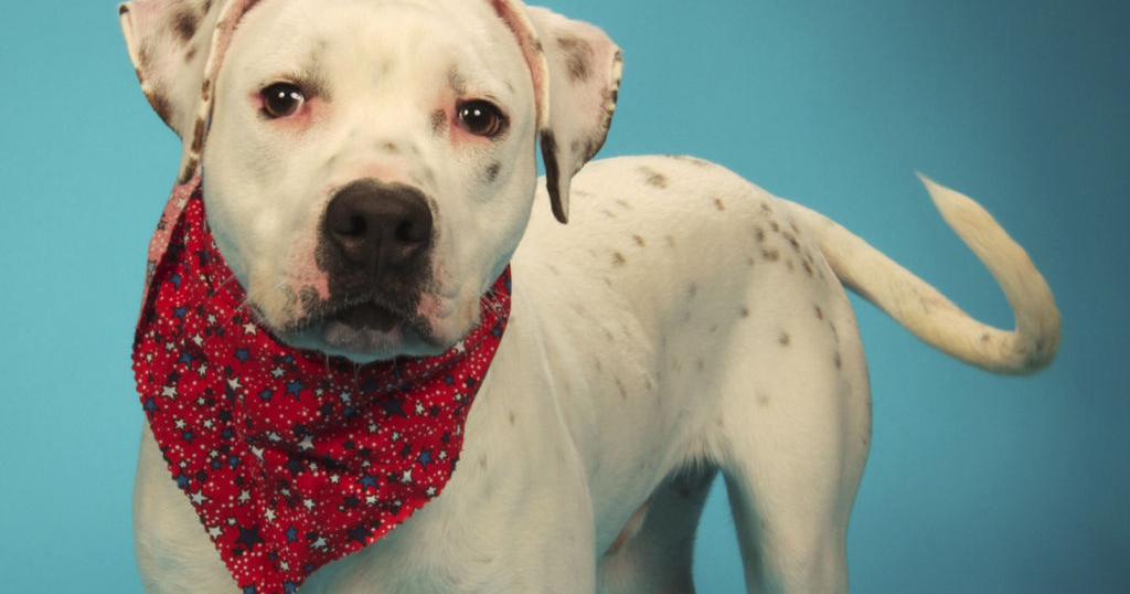 Pet of the Week: Toby, a Dalmatian-pit bull mix