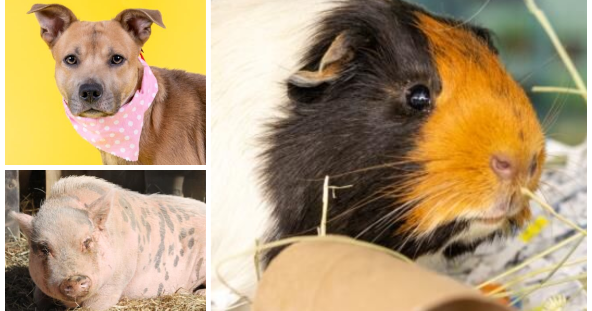 Meet our pets of the week: A guinea pig, a pot-bellied pig and a Lab mix