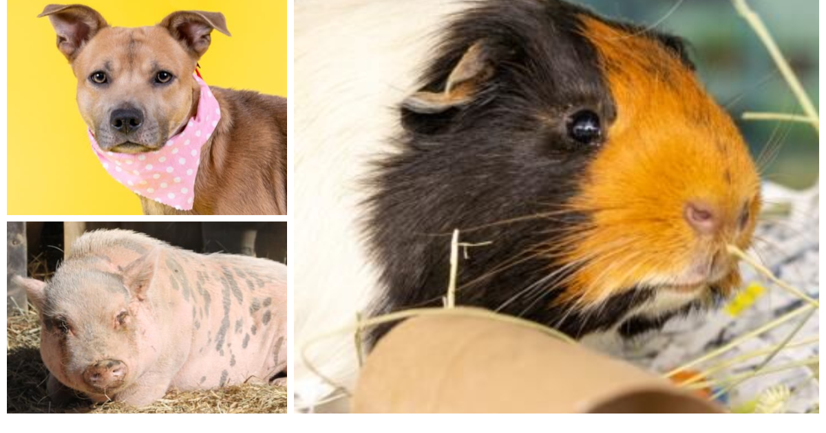 Meet our pets of the week: A guinea pig, a pot-bellied pig and a Lab mix