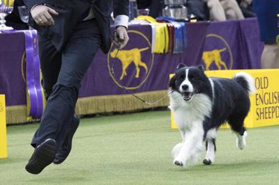 Digest: Border collie shines at Westminster dog show