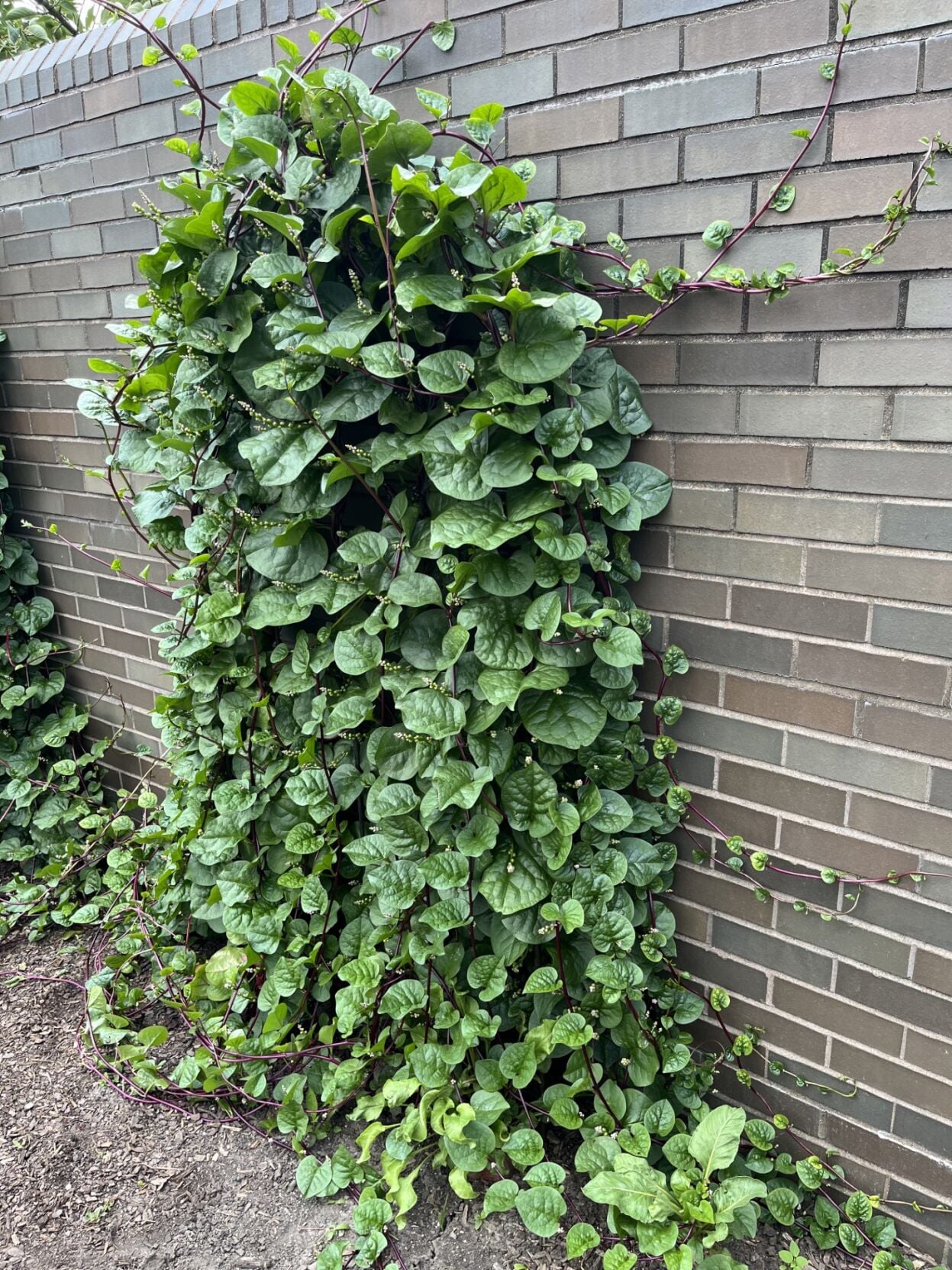 Leafy greens you can grow in humid St. Louis summers