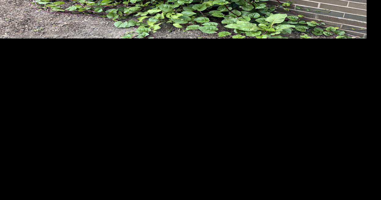 Leafy greens you can grow in humid St. Louis summers