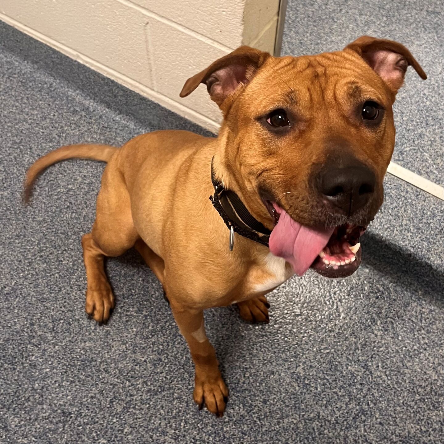 Meet our pets of the week: A pit mix, a foxhound mix and a horse