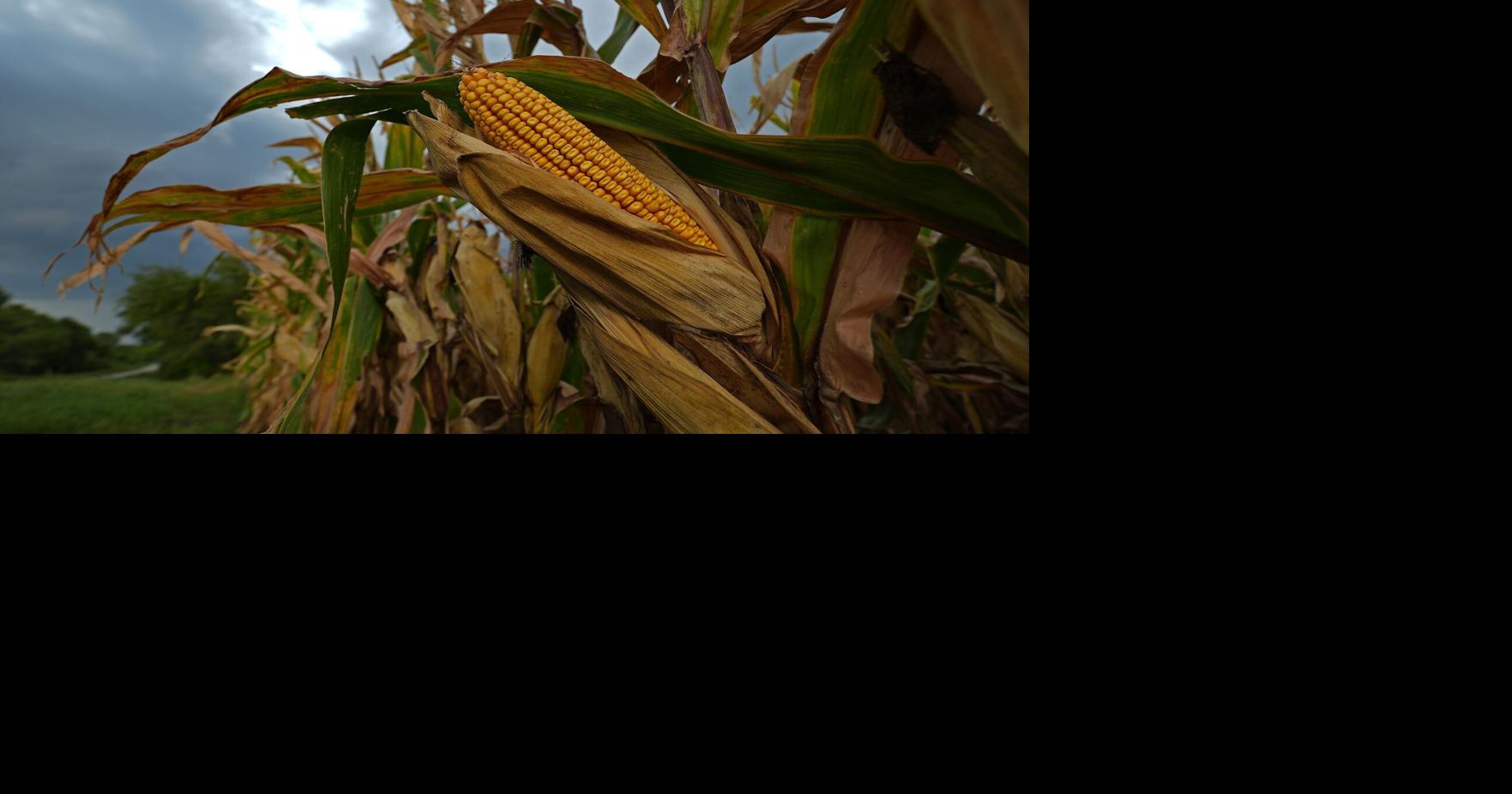 Editorial: Yes, Trump’s farm bailout is necessary. What does that say ...