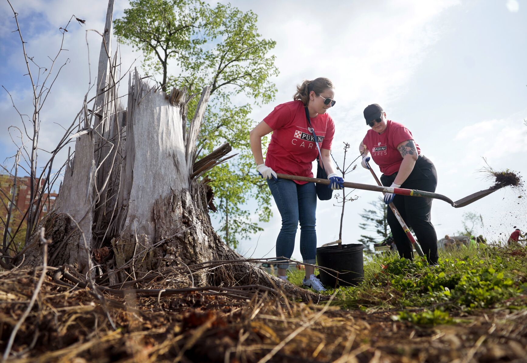 After tornado wrecked trees, partners plant more in St. Louis' Ivory ...