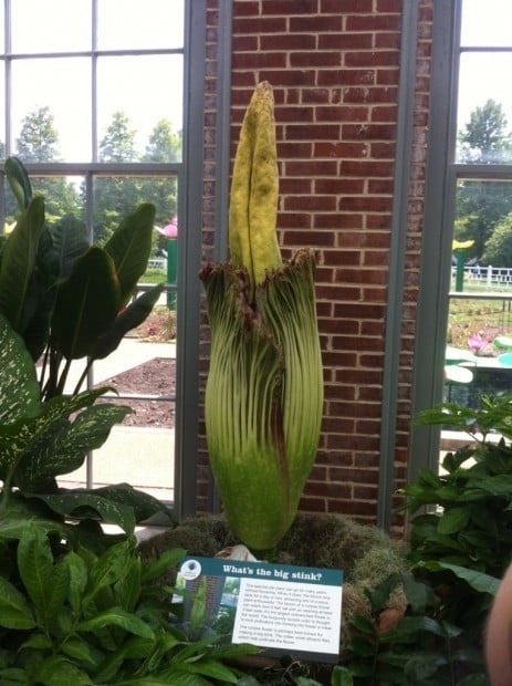 Rare corpse lily is blooming at Missouri Botanical Garden | Local ...