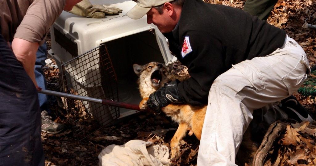 Hotline offers help with wayward, ailing critters