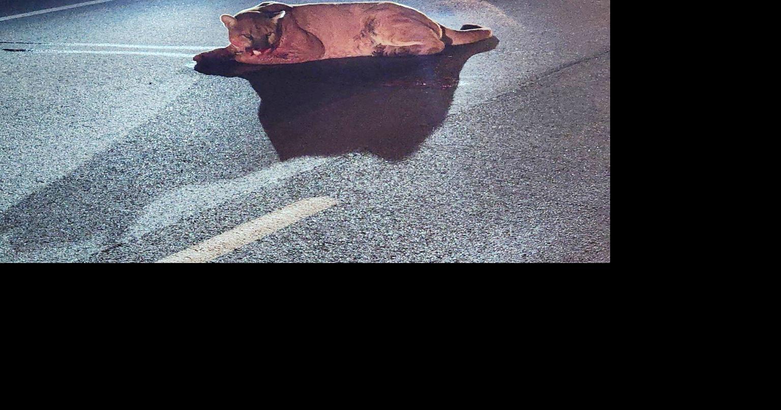 Mountain lion hit by car in Franklin County. 'This huge magnificent beast.'