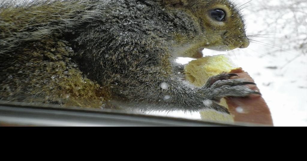 Editorial: Chesterfield on right track when human life trumps squirrels