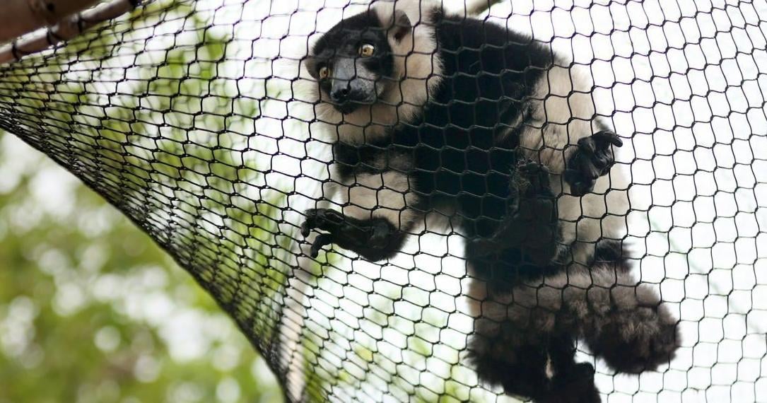 St. Louis Zoo’s Primate Canopy Trails opens a whole new world for ...