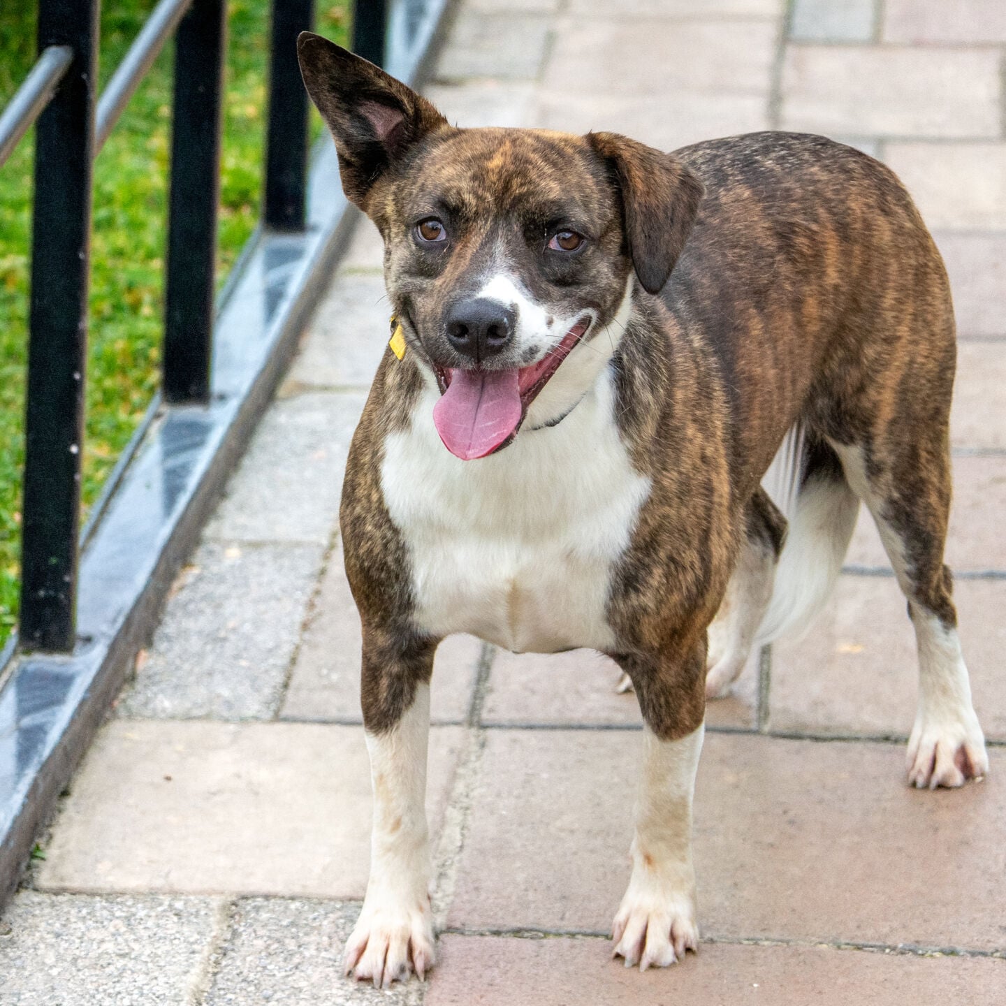 Meet our pets of the week: A cattle dog mix, a pit mix and a potbellied pig