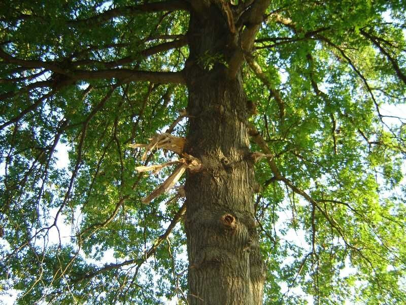 Don't cover tree wounds with tar