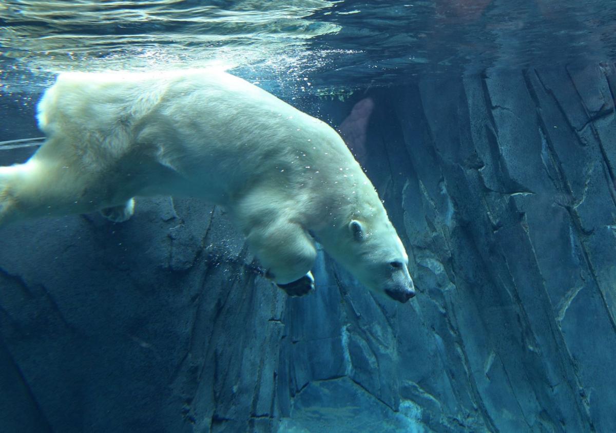 Polar Bear Makes A Big Splash At St Louis Zoo Metro Stltoday polar-bear-makes-a-big-splash-at-st-louis-zoo-metro-stltoday