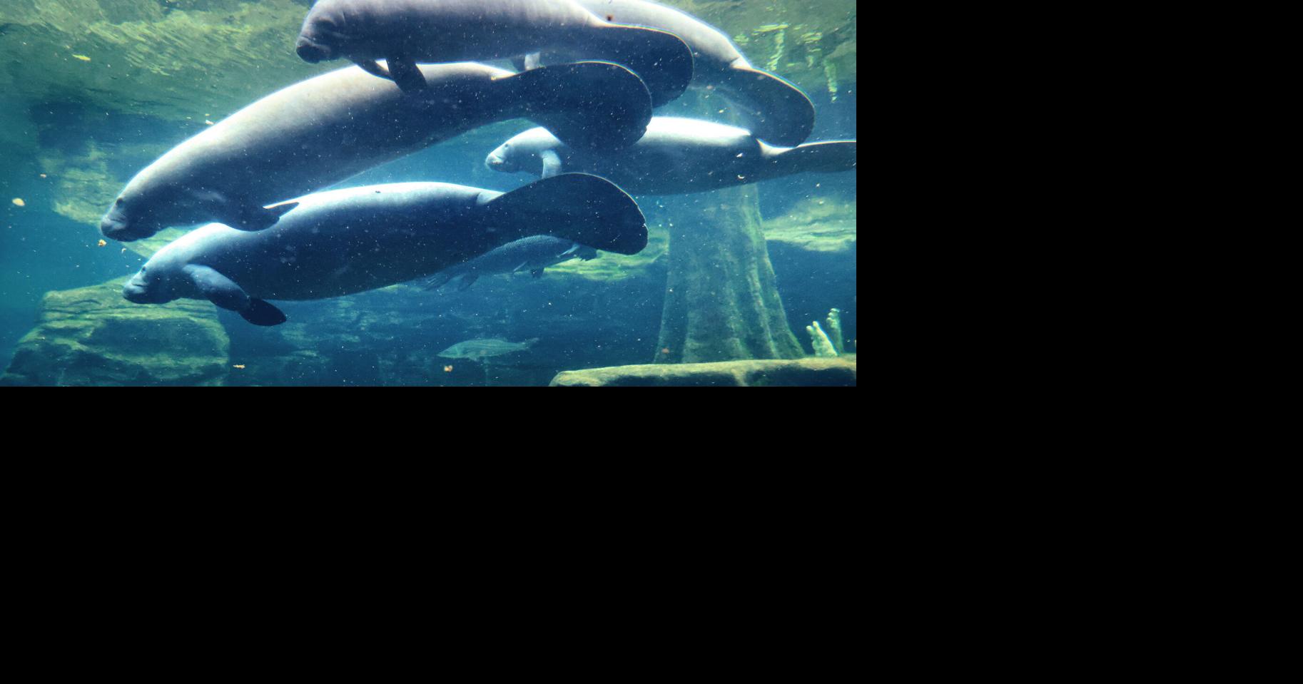 Manatee die-off season looms as trial of feeding them lettuce begins again