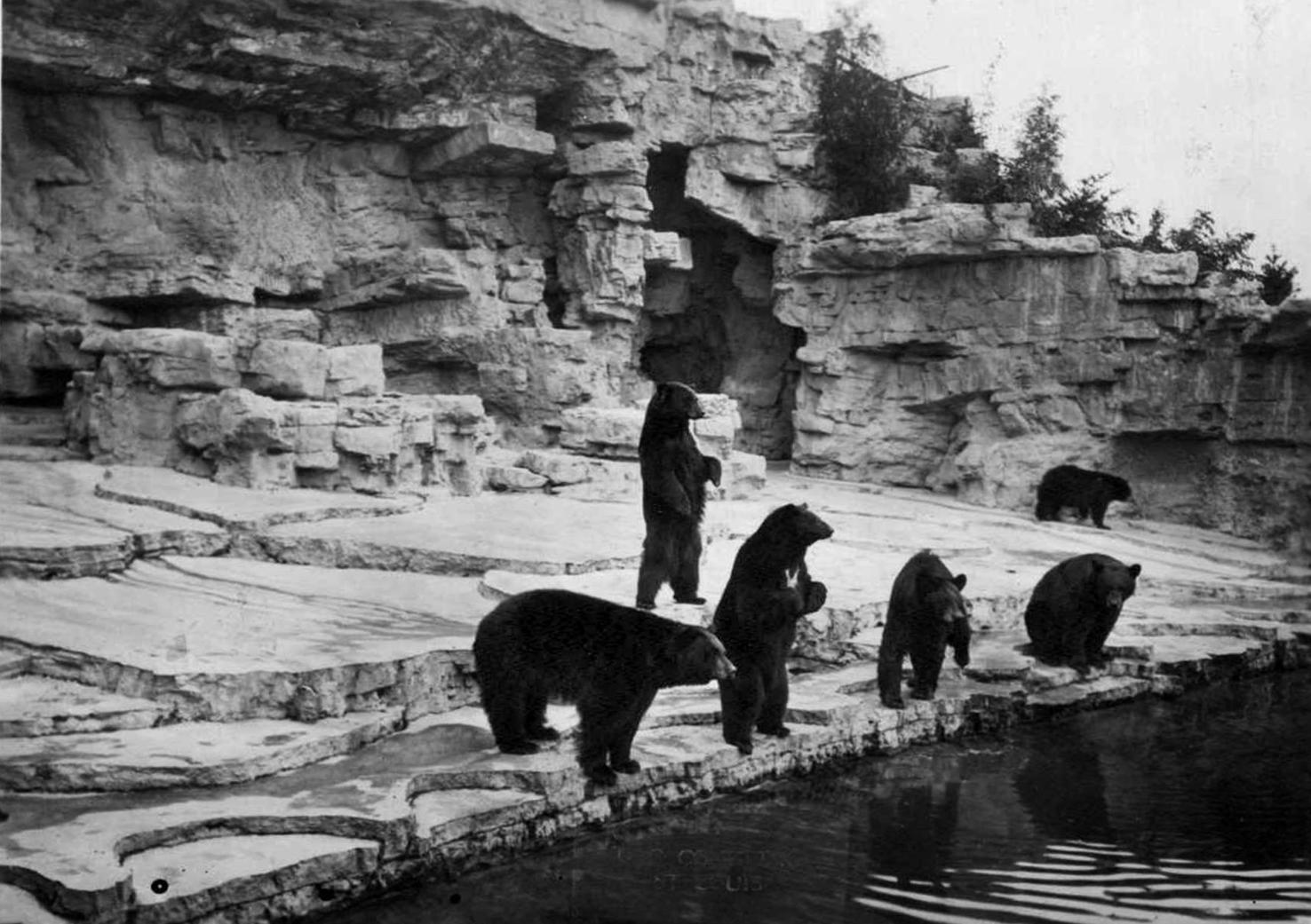 The day the St. Louis Zoo gave its bears an innovative new home.
