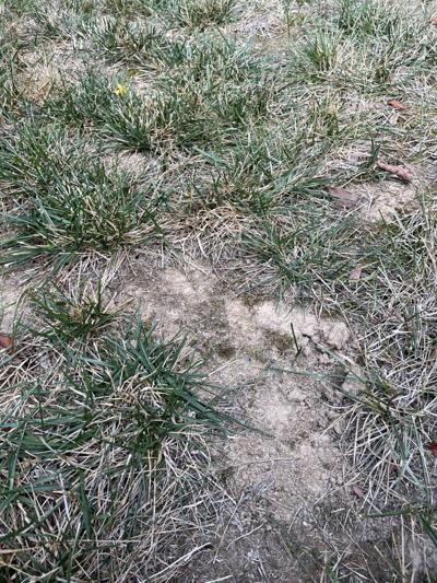 Rescuing a tall fescue lawn