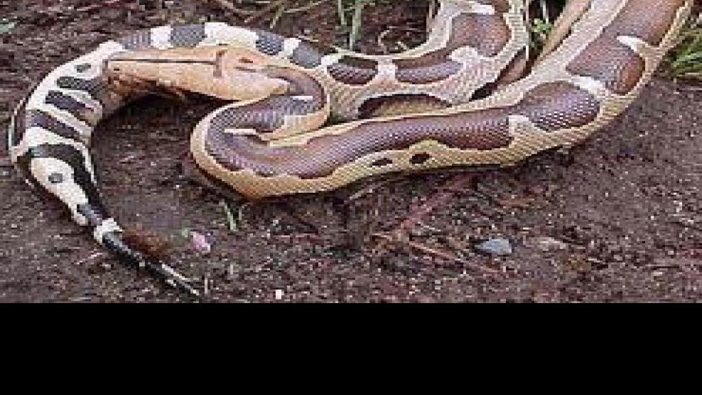 Python in garden surprises Missouri man | Metro | stltoday.com