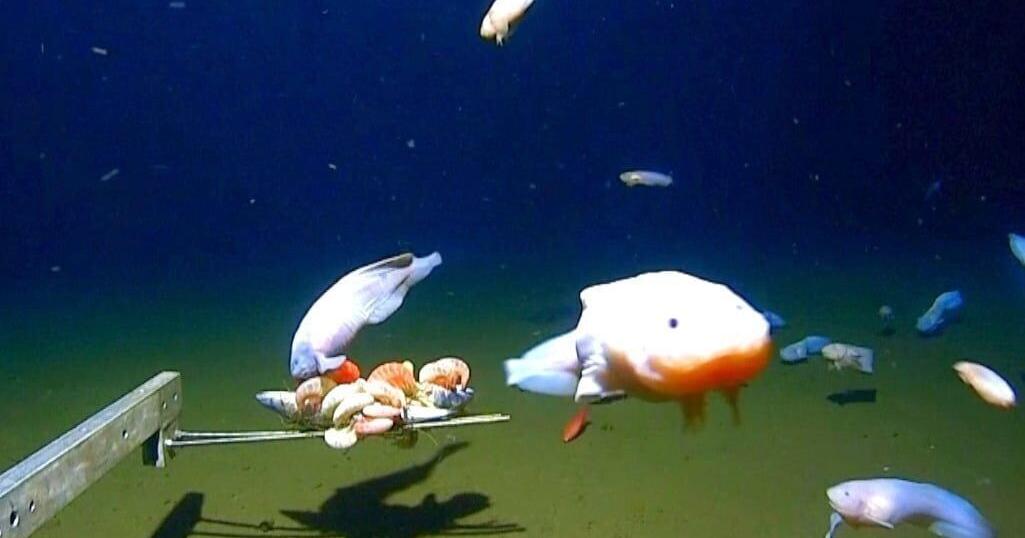 Scientists break new record for deepest fish ever caught on camera