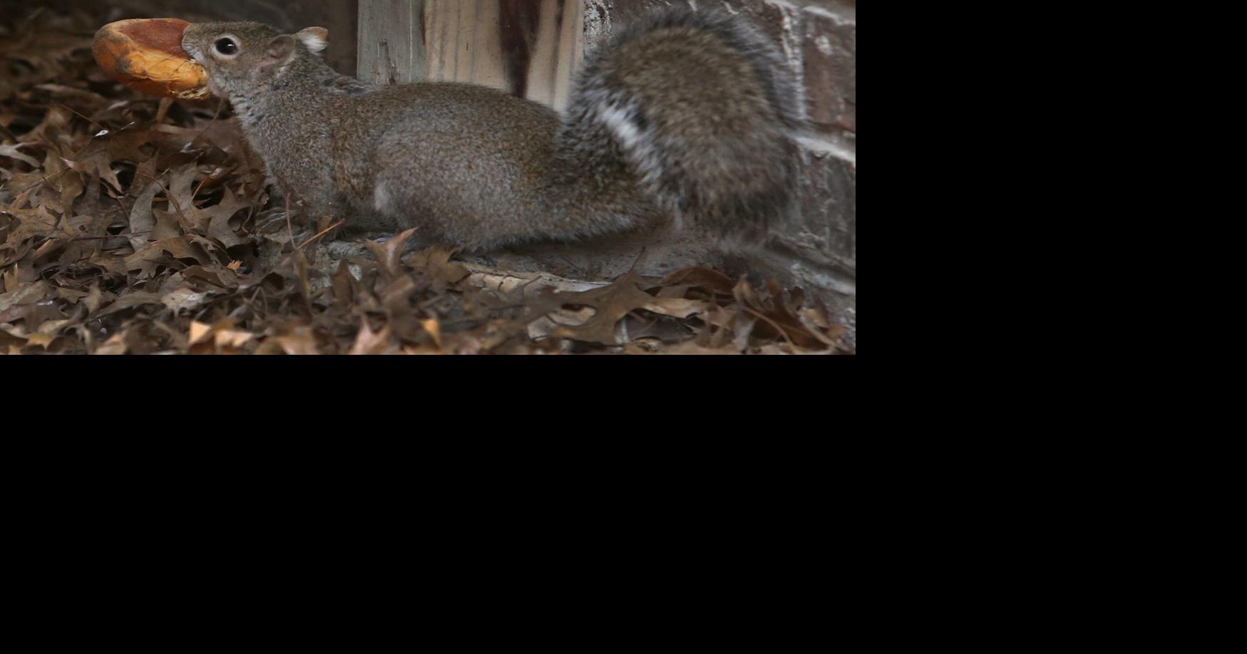 McClellan: Matching wits with Missouri squirrels