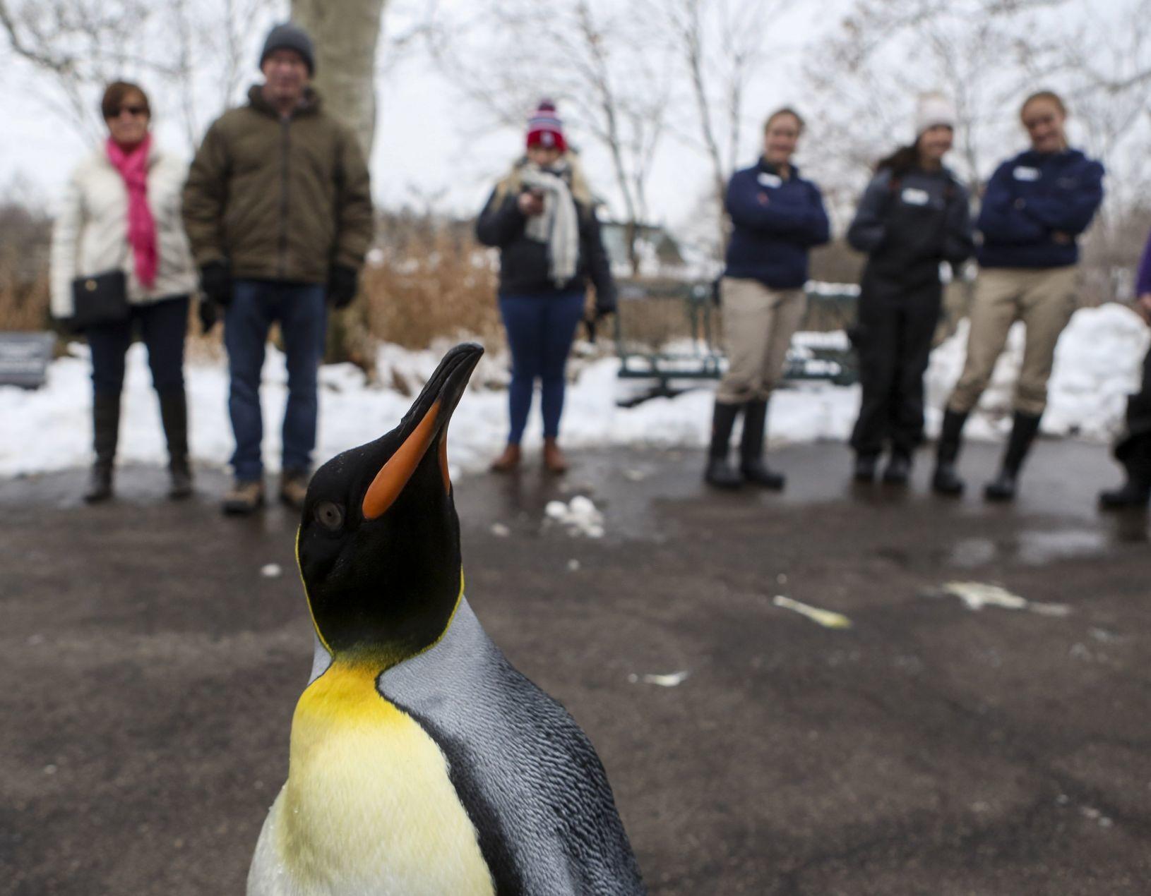 Photos: Penguins explore the St. Louis Zoo