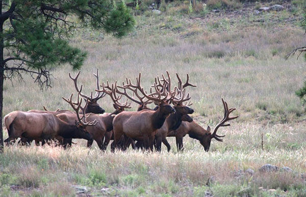 Herd of 41 elk die after falling through ice