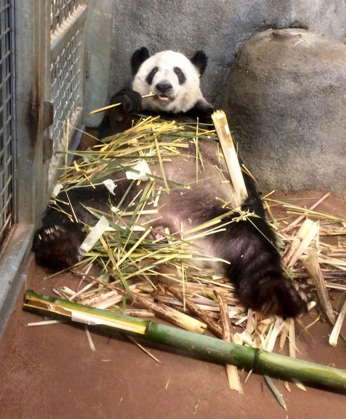 Memphis Zoo: Giant pandas, bonobos, Bengal tigers and more to see