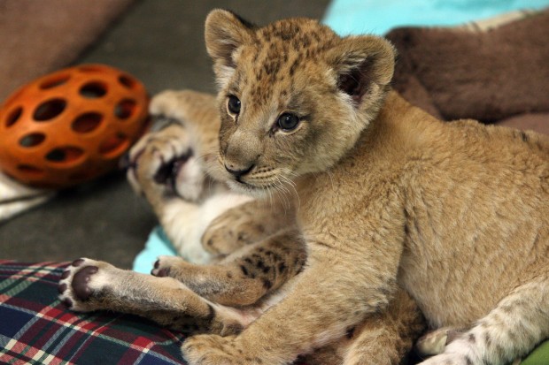 St. Louis Zoo hand-raising two lion cubs; two other cubs don't survive