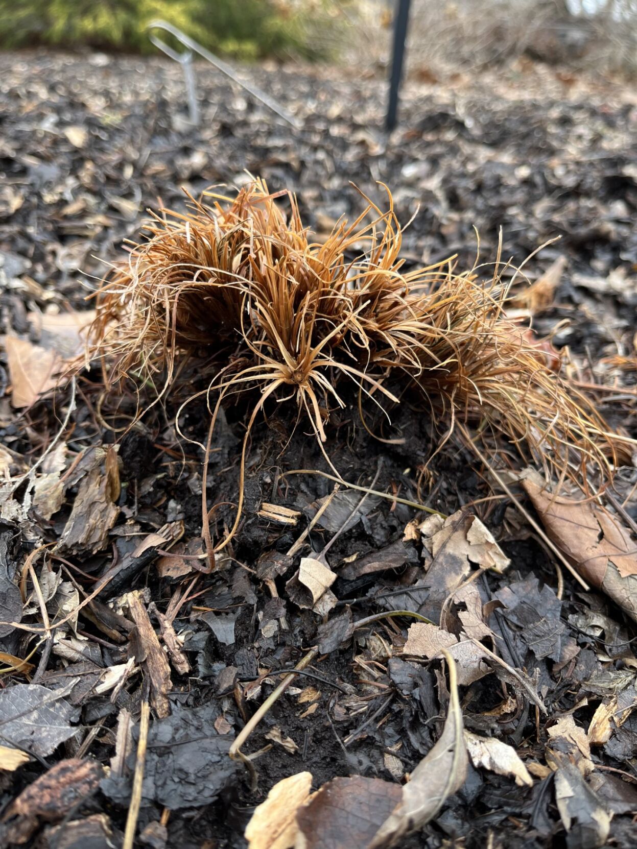 Freezing temps can cause plants to heave out of ground