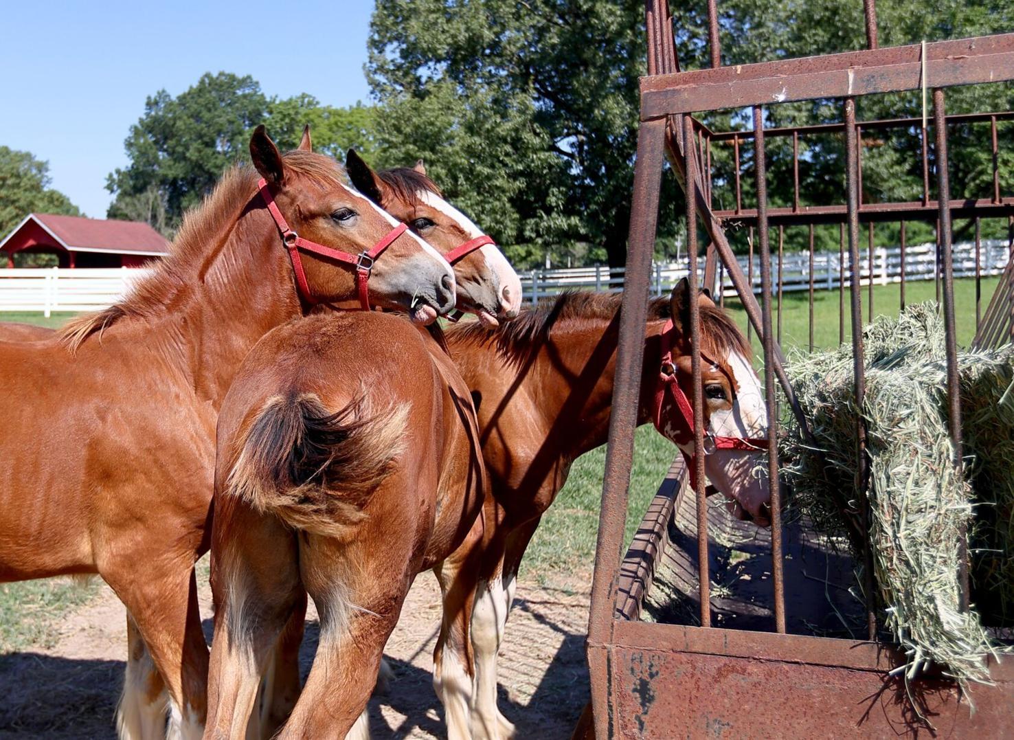 Photos and video: Cute Clydesdale foals are a sight to see at Grant's Farm