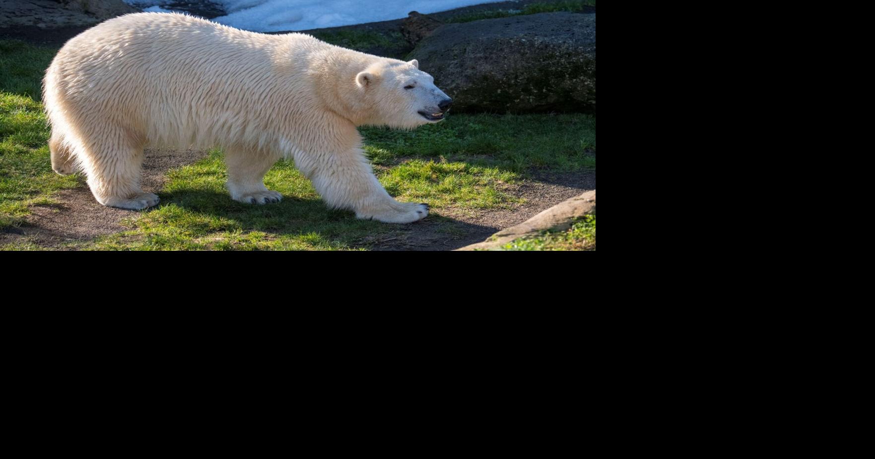 Polar bear Kallik moves from St. Louis to Oregon Zoo
