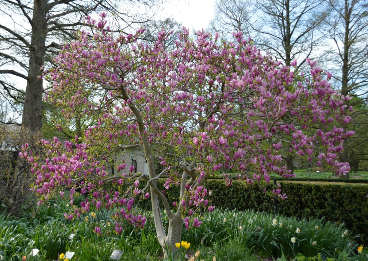 Let temperature, not date, determine when to treat magnolias