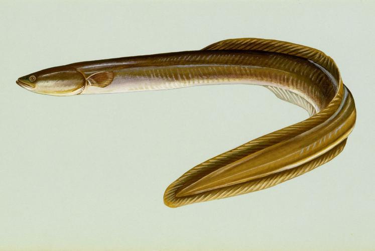 Ripley County angler swipes rare Missouri record for American eel