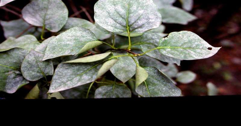 Powdery mildew is easily controlled