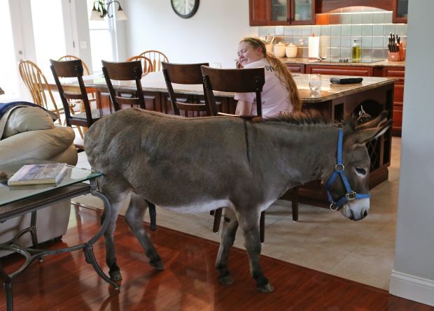 High Ridge farm has everything from upscale kitchen to llamas - and a ...