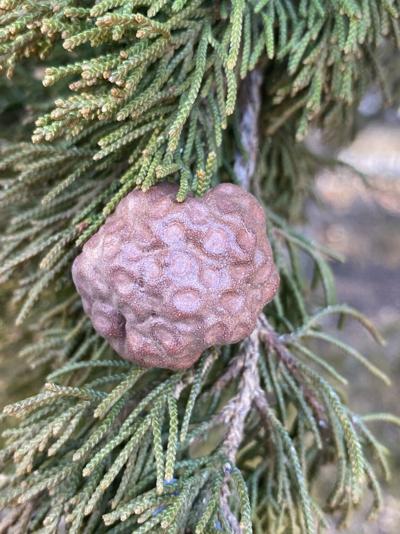 Cedar-apple rust gall doesn't usually kill trees
