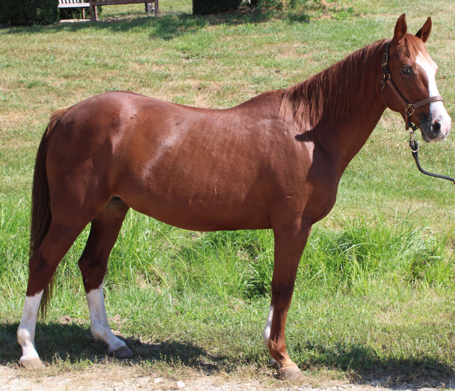 Meet our pets of the week: A Lab mix, a hound mix and a horse