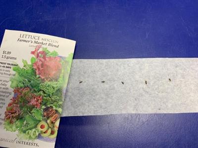 Make your own seed tape for planting vegetables