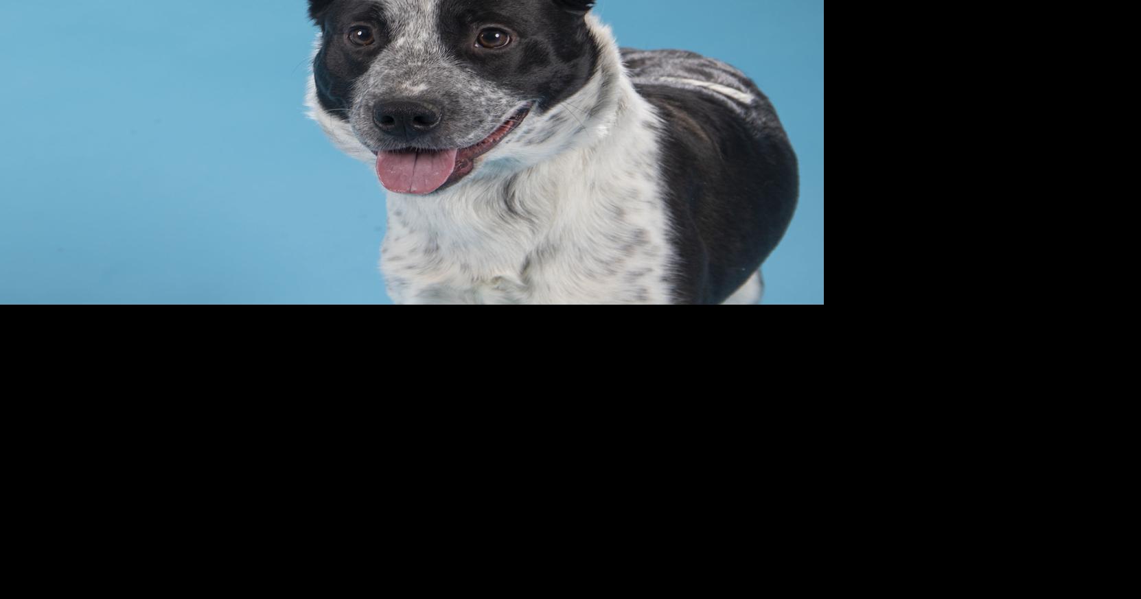 Meet our pets of the week: A cattle dog mix, a beagle mix and a pit ...