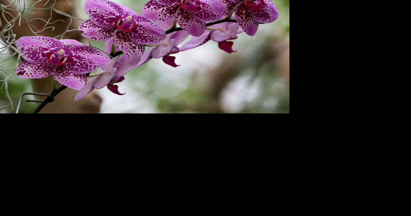 Top 10 things to do in St. Louis this week: Orchid show, 'Coconut Cake ...