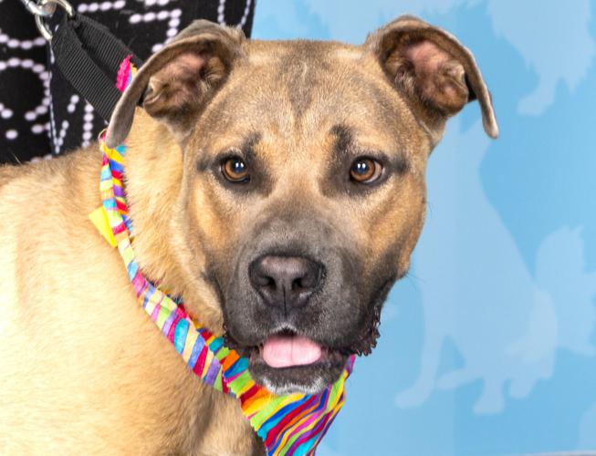 Humane Society of Missouri pets for adoption