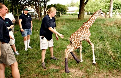 Topeka vet gives deformed giraffe permanent shoes
