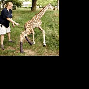 Topeka vet gives deformed giraffe permanent shoes