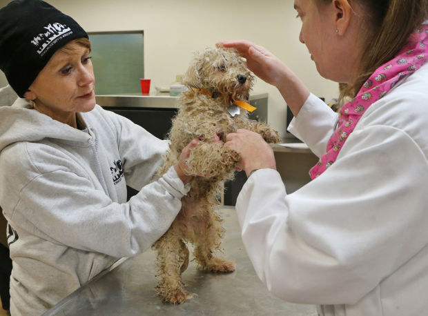 Breeder gives up 135 puppies, adult dogs to Humane Society of Missouri