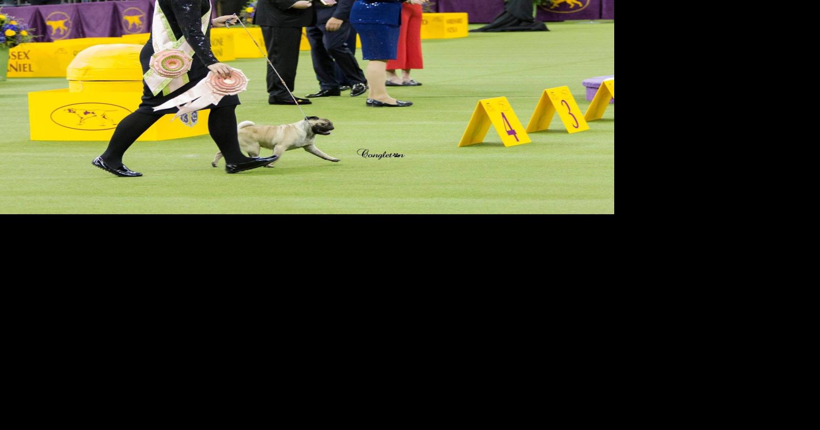 STL teen named top junior handler at Westminster dog show