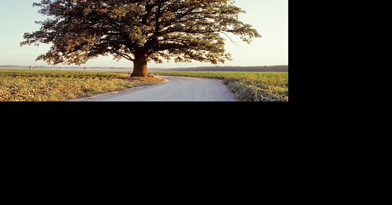 On the hunt for Missouri's Champion Trees, the biggest and oldest of ...